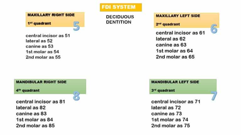 What are Teeth numbers and names - Tooth Numbering System? - extooth