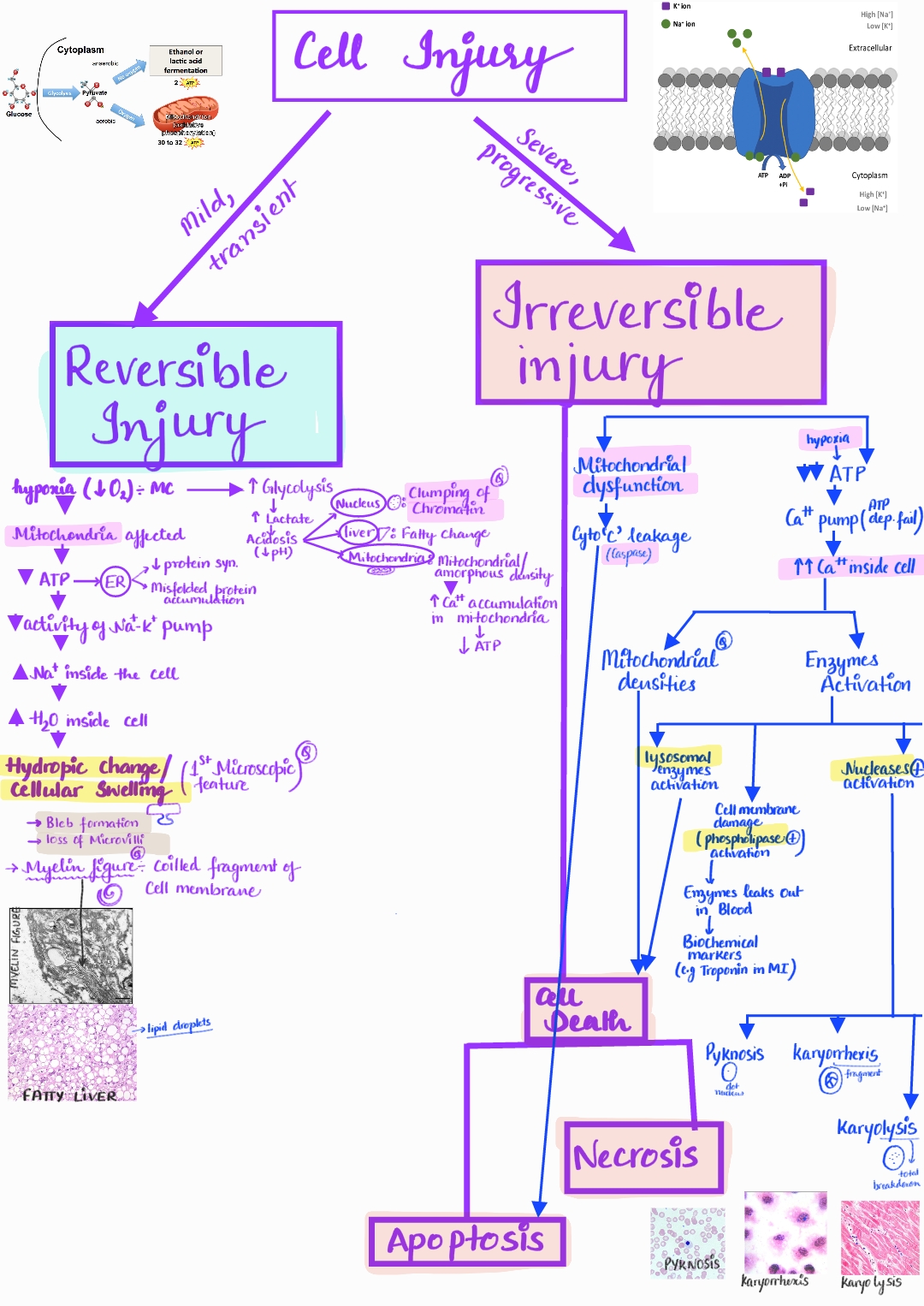 General pathology high yield notes - extooth